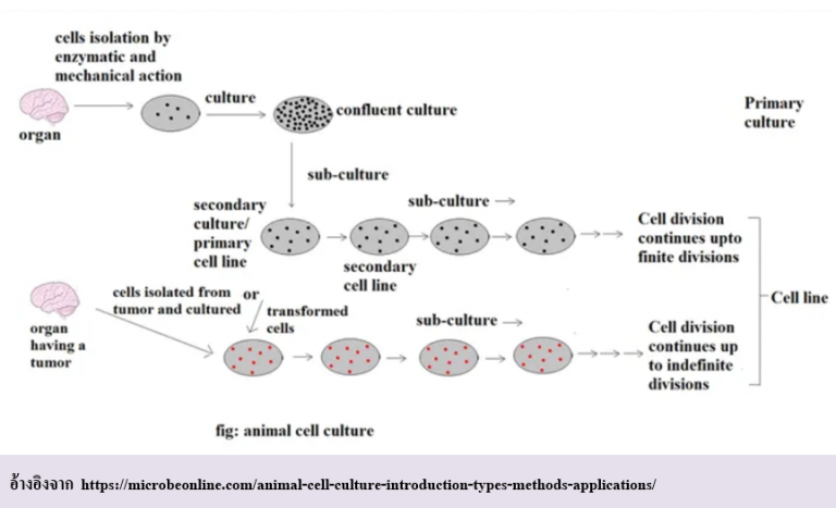 Are you looking for Cell Line – ANH